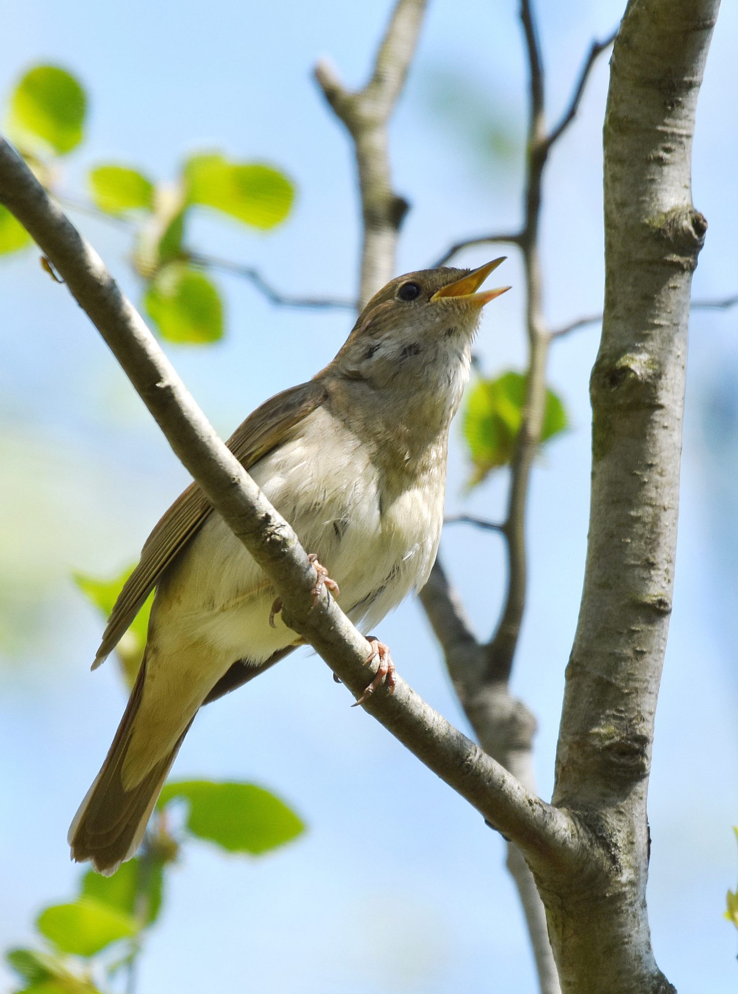 Mūsu lakstīgala – Putni dabā
